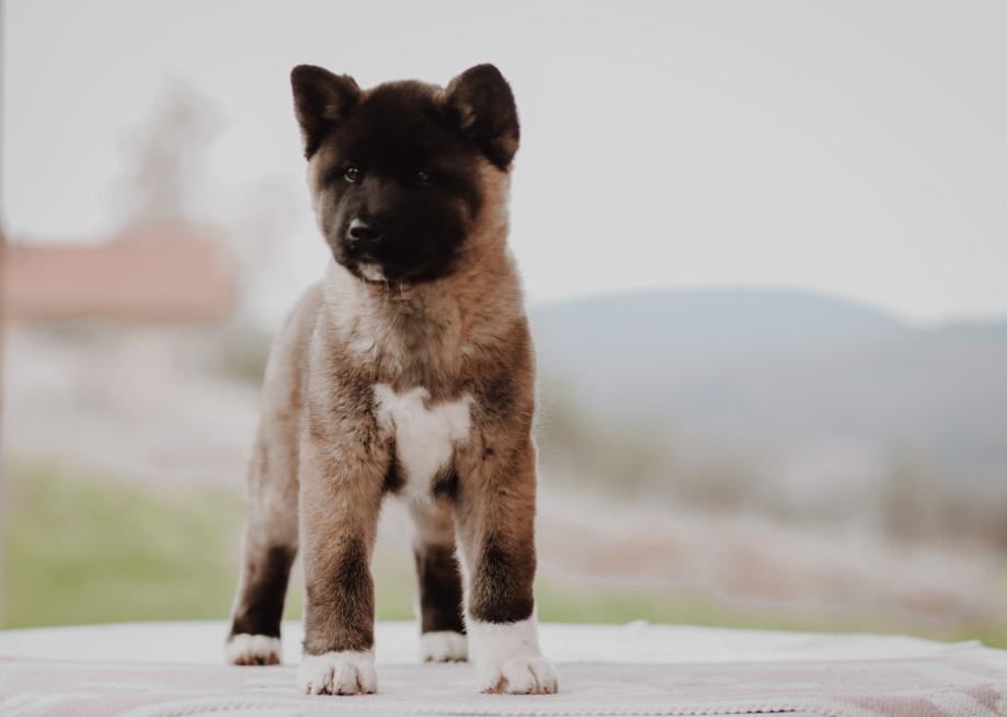 Mladički ameriške akite