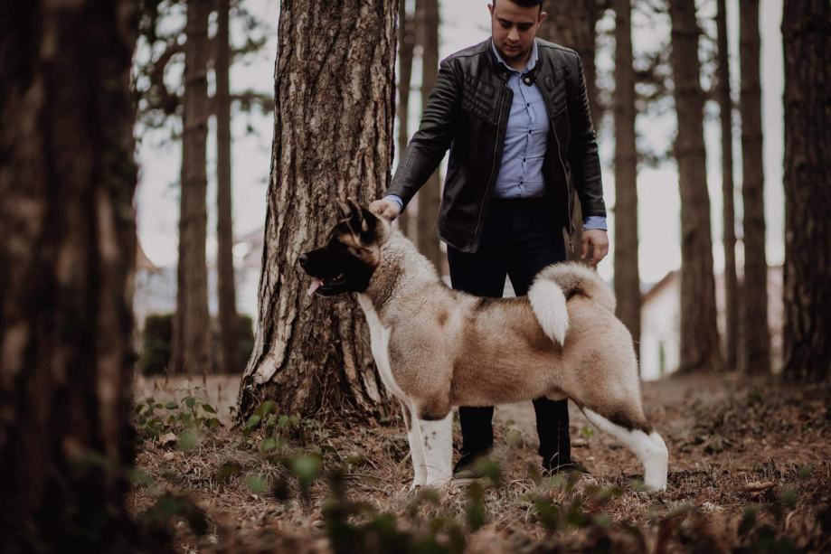 Mladički ameriške akite