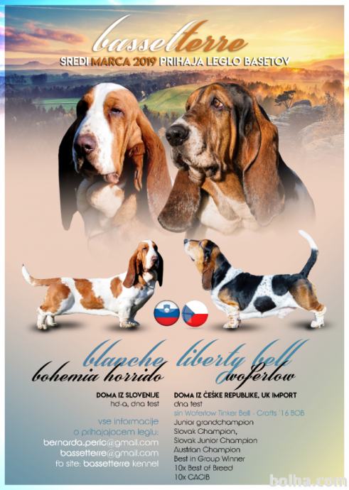 Mladički BASSET HOUND