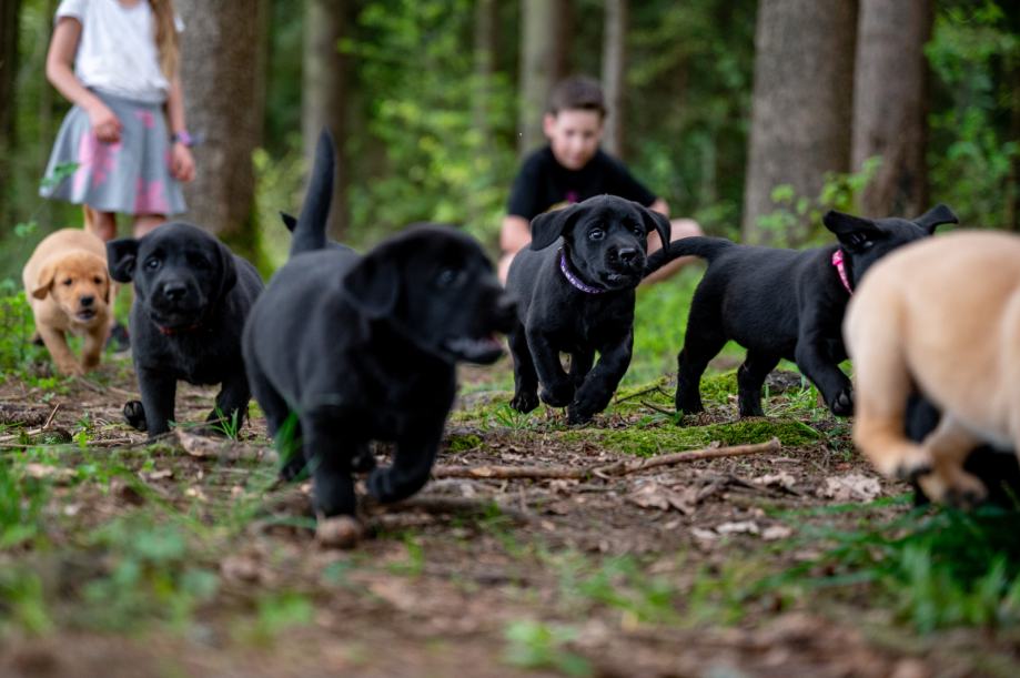 Mladički labradorci z rodovnikom