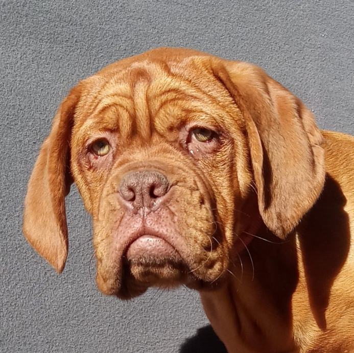 BORDOJSKA DOGA MLADIČKI Z RODOVNIKOM