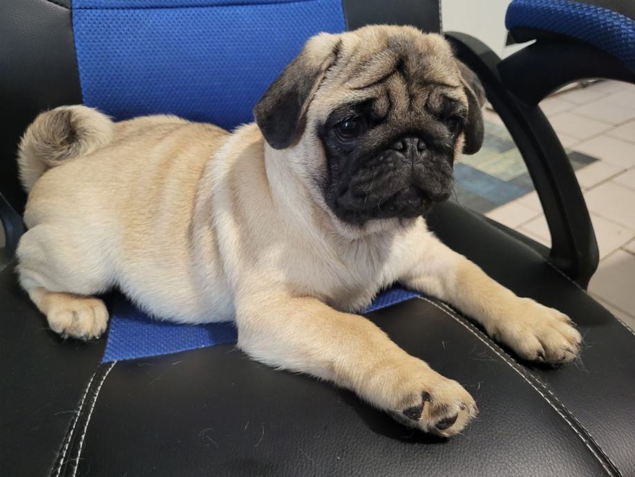 Mops mladička z rodovnikom prodam