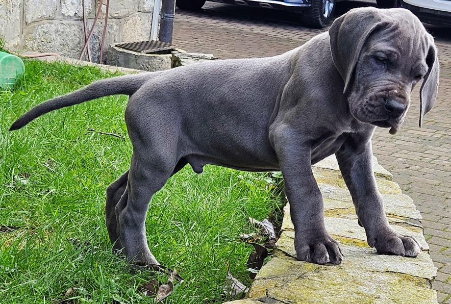 Nemška doga mladiči