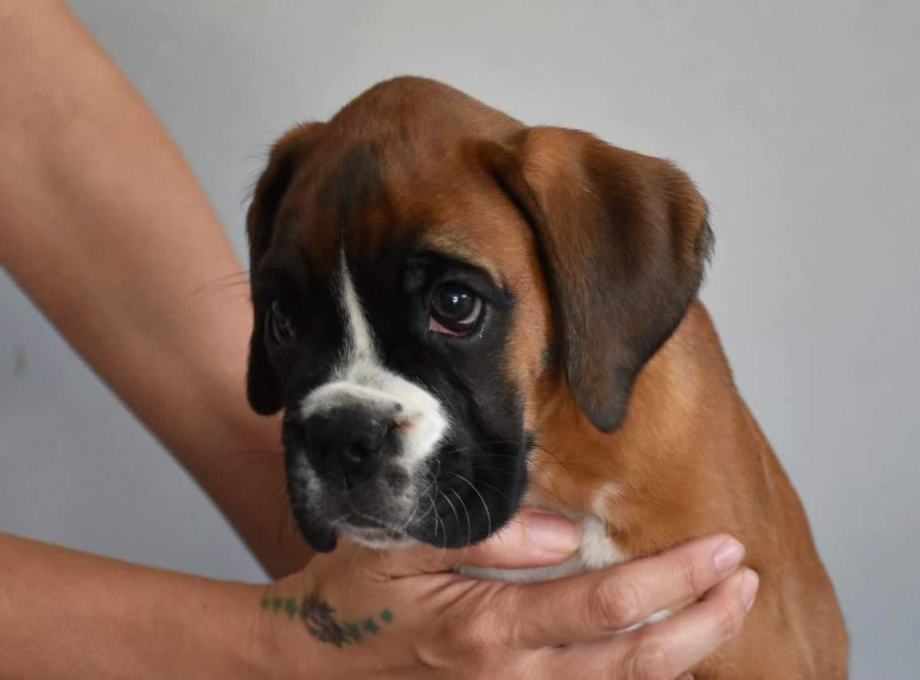Nemški bokser (boxer)
