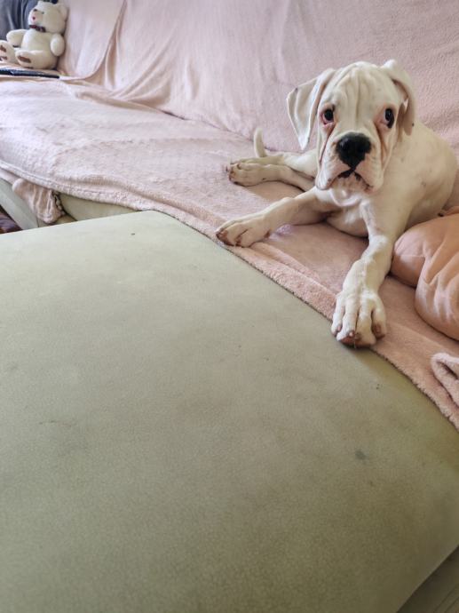 Nemški bokser/boxer