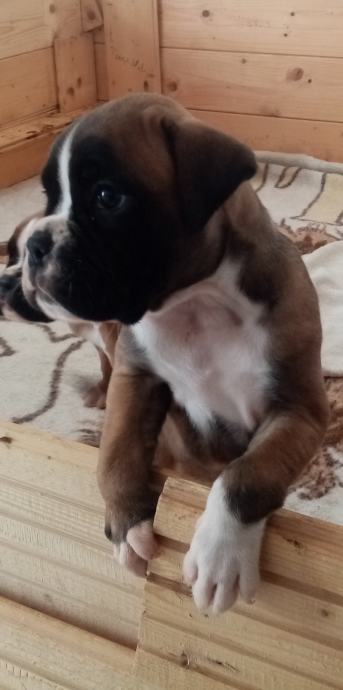 Nemški bokser mladički