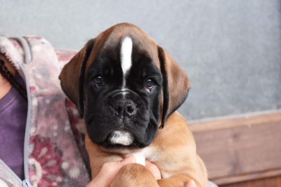 Nemški boxer (bokser) samcek na voljo