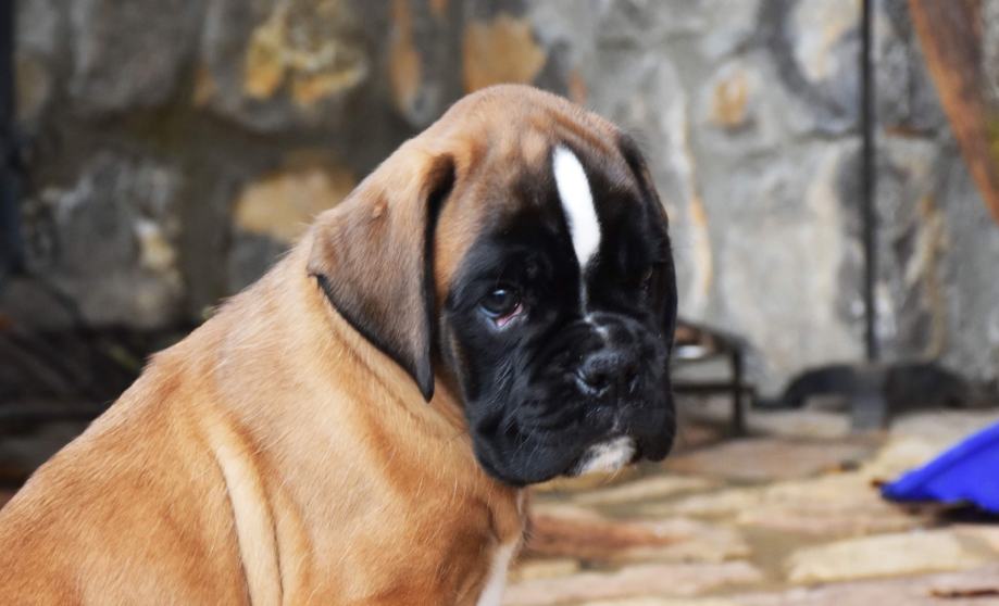 Nemški boxer (bokser) samcek na voljo