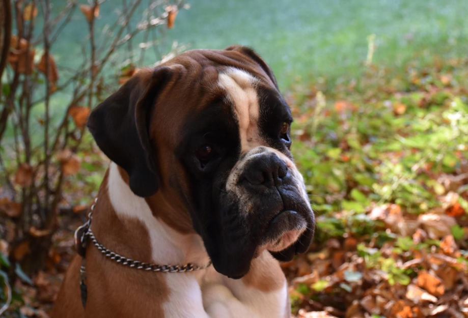 Nemški boxer (bokser) samcek na voljo