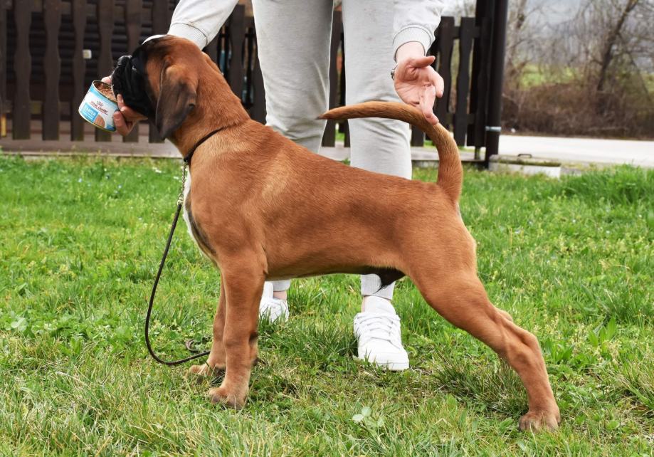 Nemški boxer (bokser) samcek na voljo
