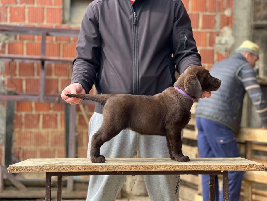 ODLIČNI RJAVI LABRADORCI