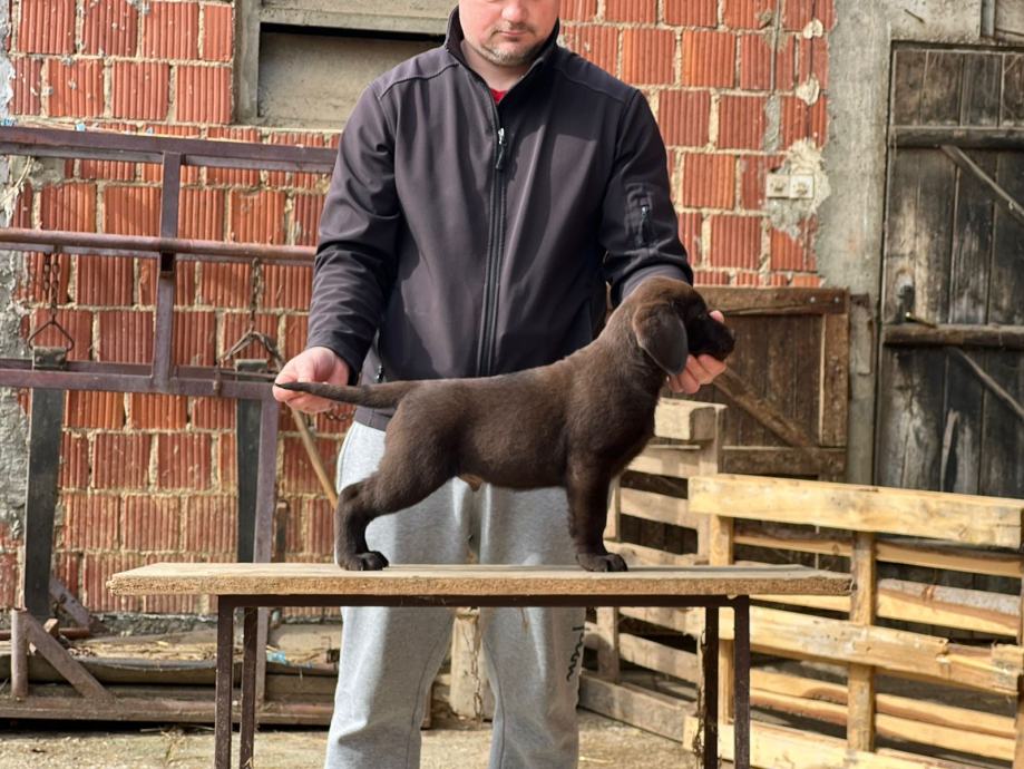 ODLIČNI RJAVI LABRADORCI