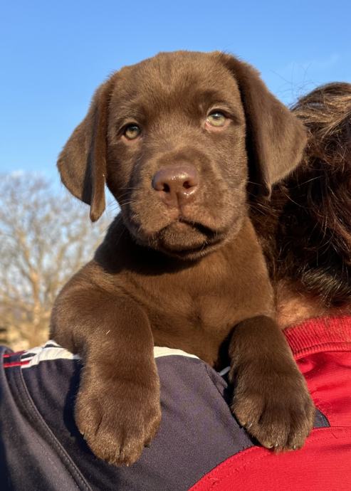 ODLIČNI RJAVI LABRADORCI