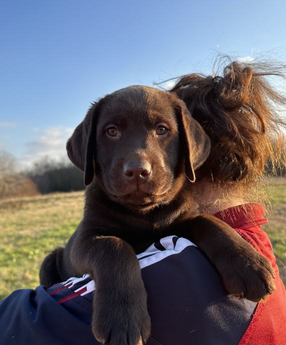 ODLIČNI RJAVI LABRADORCI