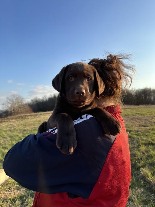 ODLIČNI RJAVI LABRADORCI