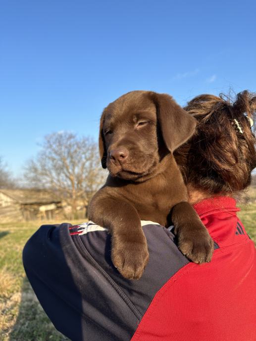 ODLIČNI RJAVI LABRADORCI