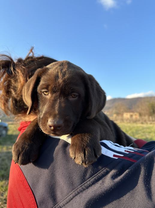 ODLIČNI RJAVI LABRADORCI