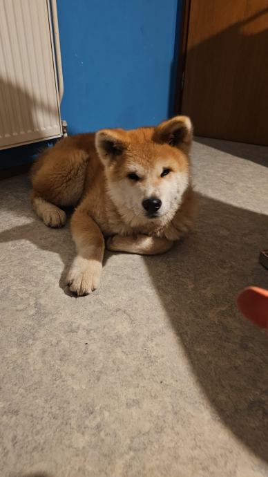 Pes Akita inu