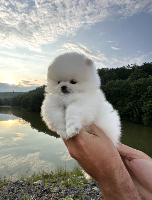 pomeranec (BOO), garancija na velikost