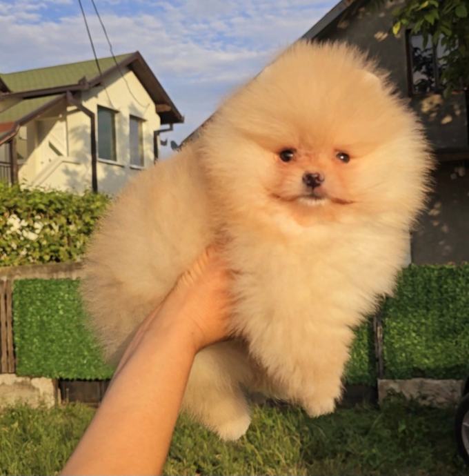 Pomeranec BOO lepi mladički