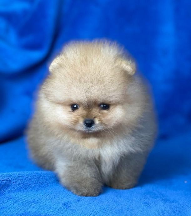 Pomeranec Boo - mini