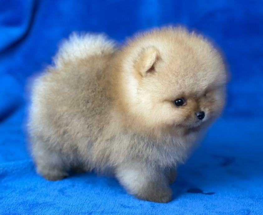 Pomeranec Boo - mini