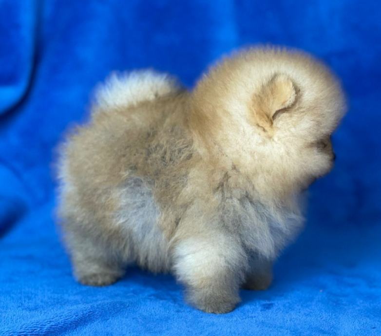 Pomeranec Boo - mini