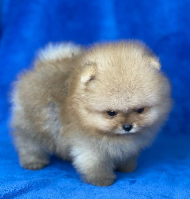 Pomeranec Boo - mini