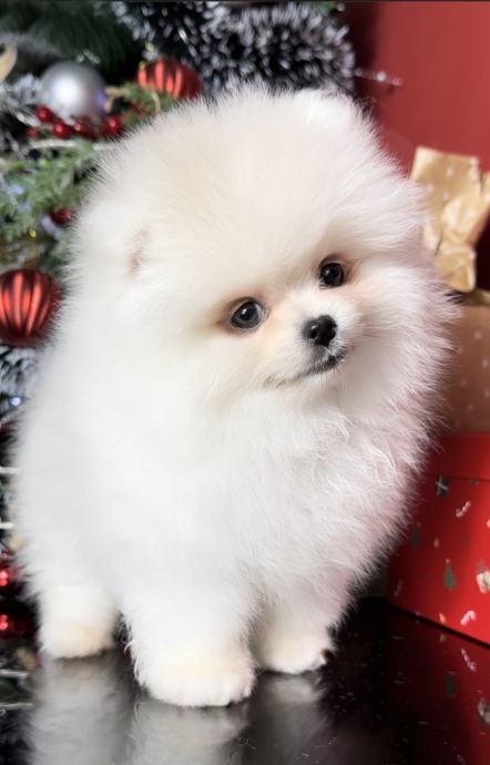 Pomeranec BOO