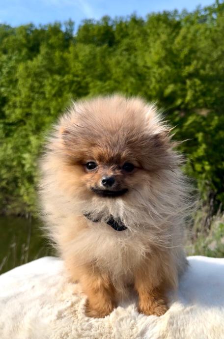 Pomeranec BOO