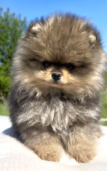 Pomeranec BOO