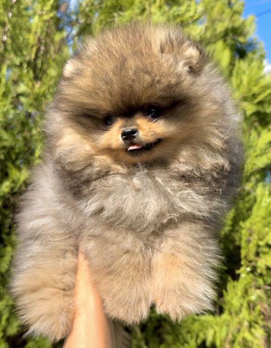 Pomeranec BOO