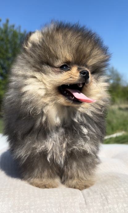Pomeranec BOO