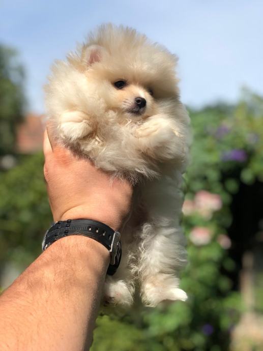 Pomeranec Pomeranac Boo Pomeranski Špic