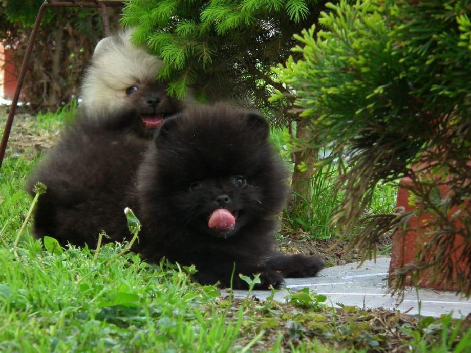 Pomeranec Pomeranac Boo Pomeranski Špic