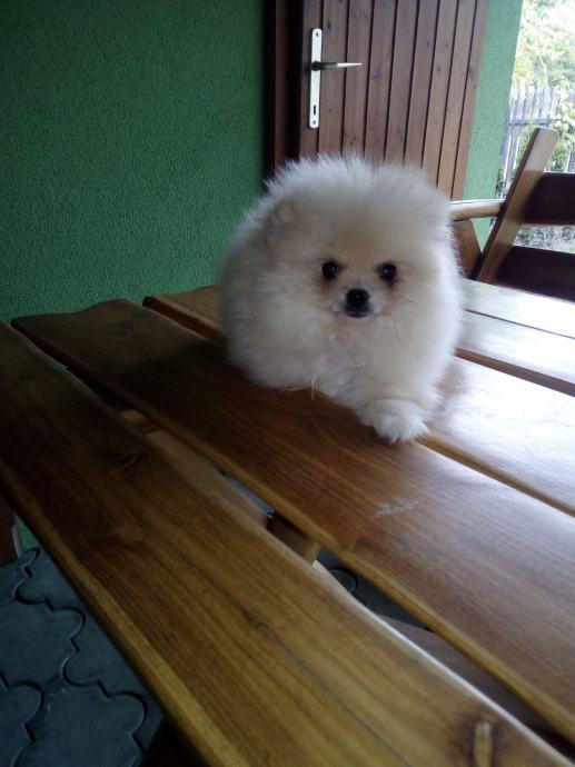 Pomeranec Pomeranac Boo Pomeranski Špic