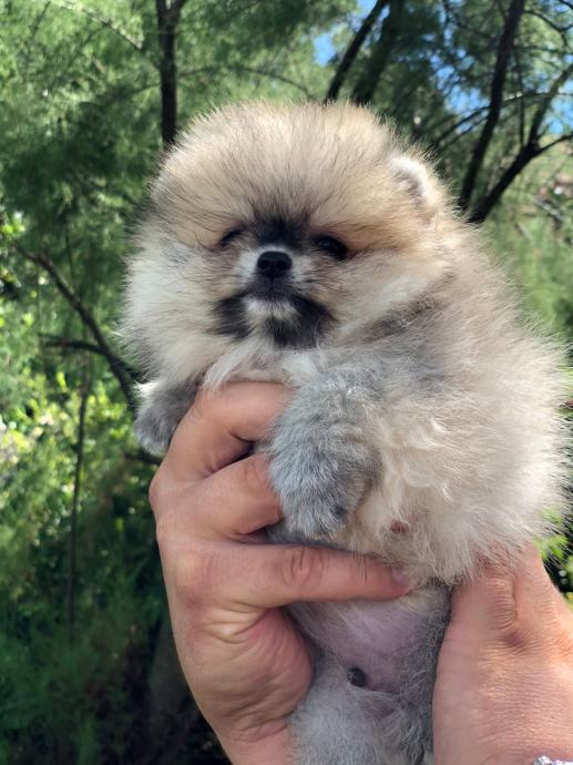 Pomeranec Pomeranac Boo Pomeranski Špic