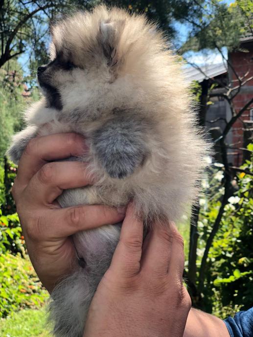 Pomeranec Pomeranac Boo Pomeranski Špic