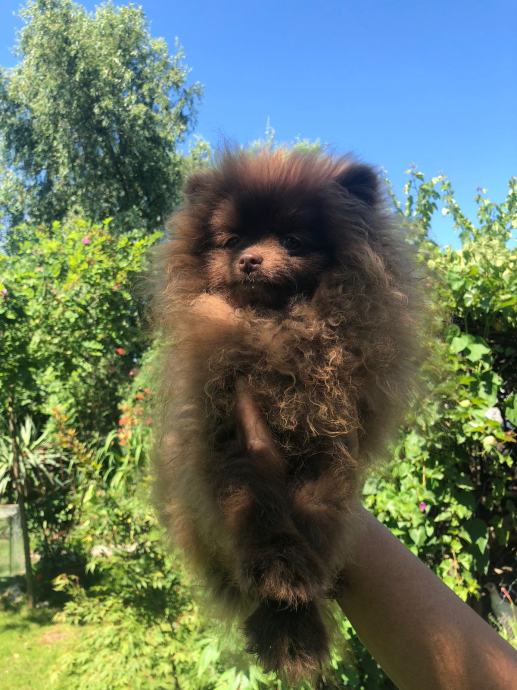 Pomeranec Pomeranac Boo Pomeranski Špic