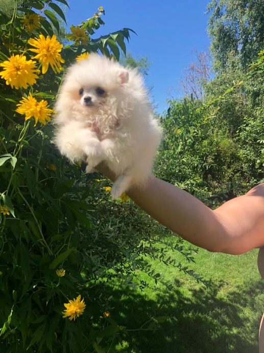 Pomeranec Pomeranac Boo Pomeranski Špic