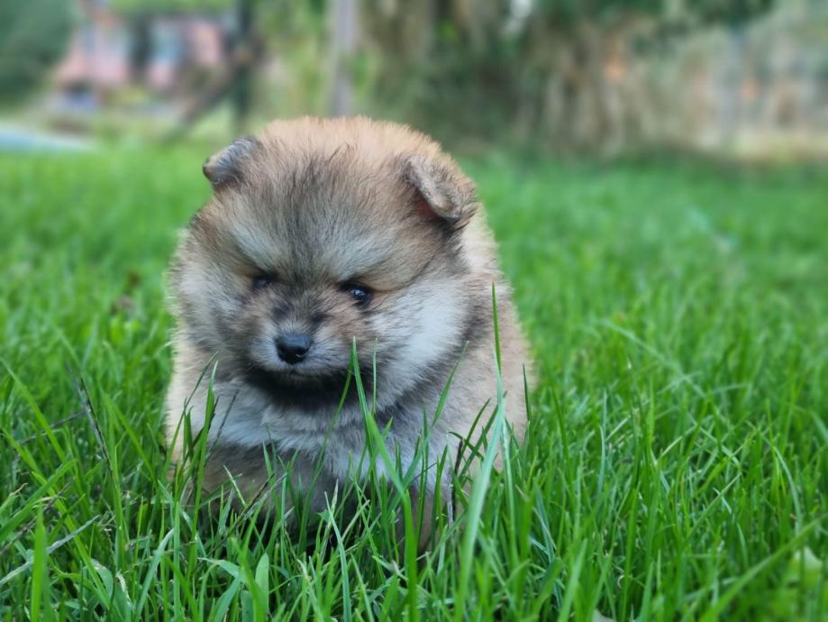 Pomeranec Pomeranac Boo Pomeranski Špic