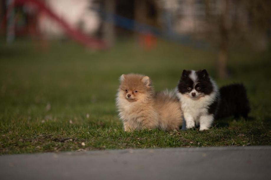 Pomeranec Pomeranac Boo Pomeranski Špic