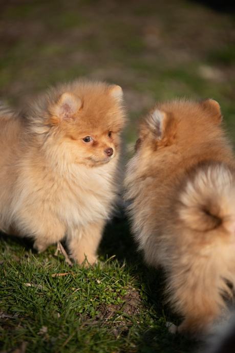 Pomeranec Pomeranac Boo Pomeranski Špic