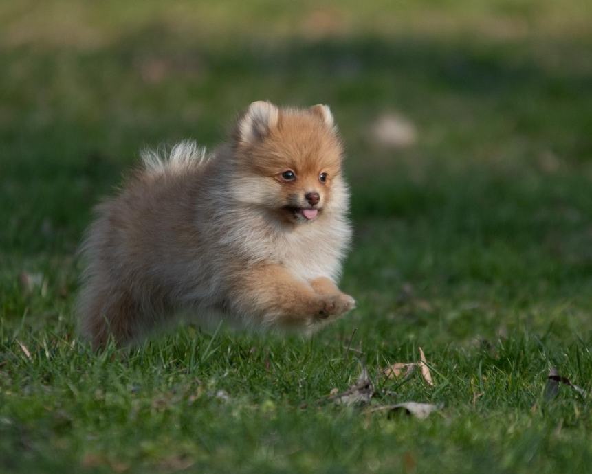 Pomeranec Pomeranac Boo Pomeranski Špic