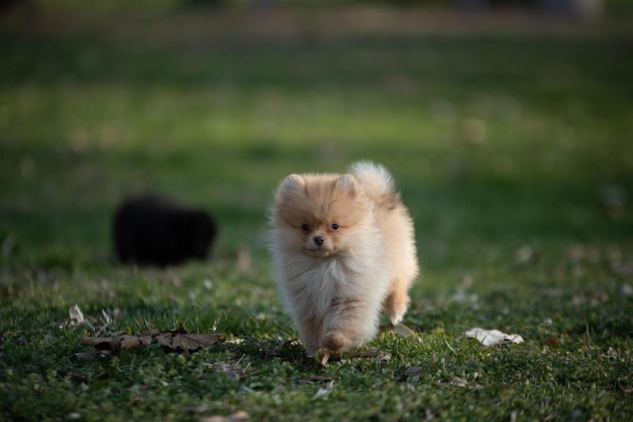 Pomeranec Pomeranac Boo Pomeranski Špic
