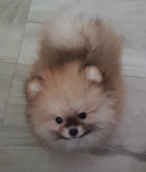 Pomeranec pomeranian pritlikavi špic