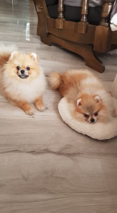 Pomeranec pomeranian pritlikavi špic