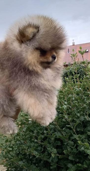 Pomeranian - POMERANEC - BOO ... MINI varijanta