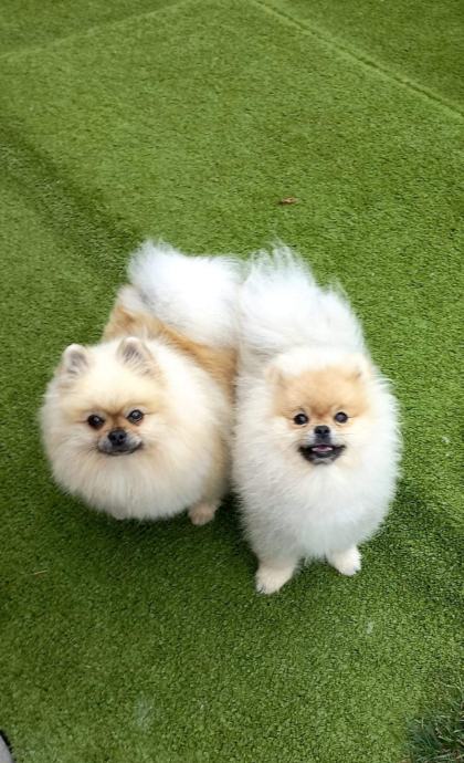 Pomeranian - POMERANEC - BOO ... MINI varijanta