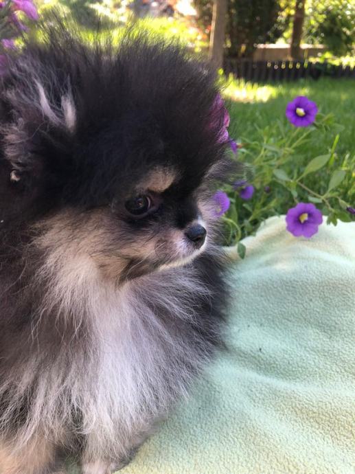 Pomeranian - POMERANEC - BOO ... MINI varijanta